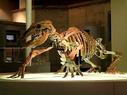 Restored skeleton barrel of a Desmostylus | AKARENGA