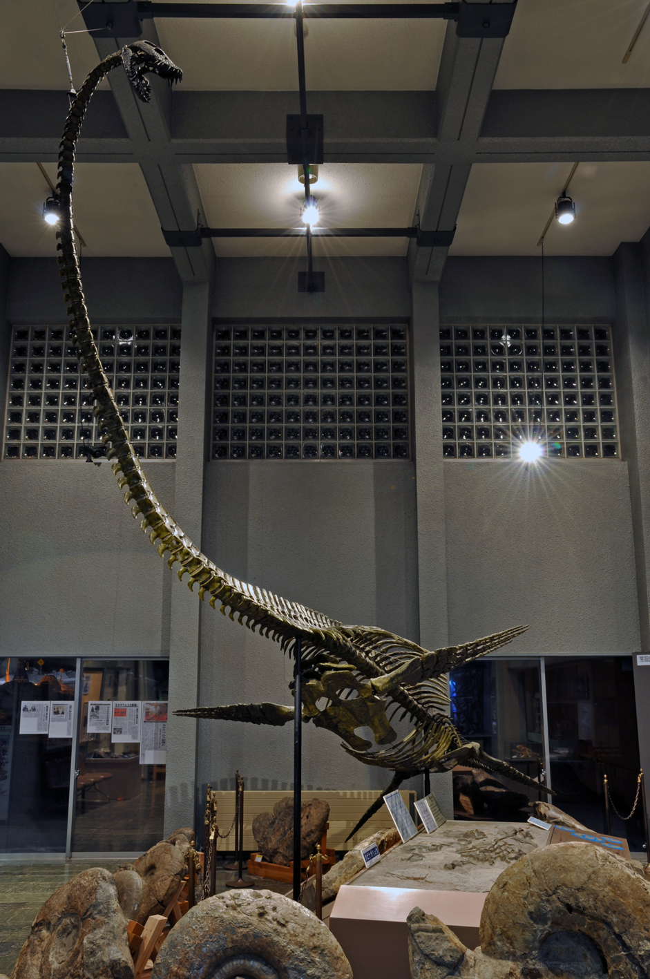 Hobetsu Araki Ryu (plesiosaurus) | AKARENGA
