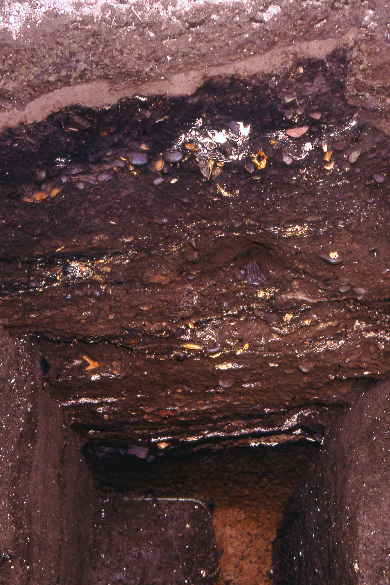 Irie-Takasago Shell Midden: Cross section of the Irie Shell Midden ...